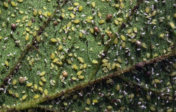 Iowa Pest Resistance Management Plan | News, Sports, Jobs - Farm News